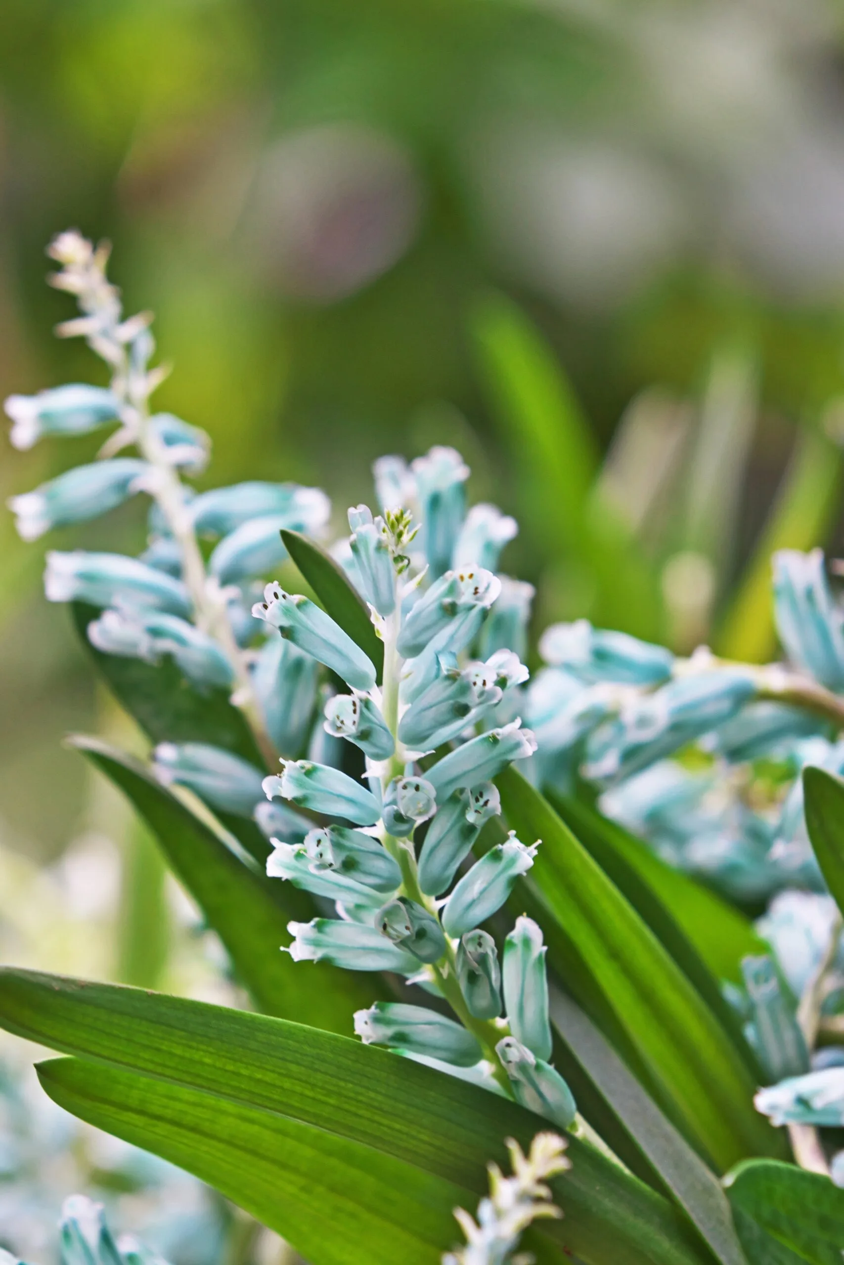 7 eclectic plants to grow in a teal garden - Better Homes & Gardens ...