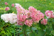 Full sun backyard? This is the hydrangea variety you need - Better ...