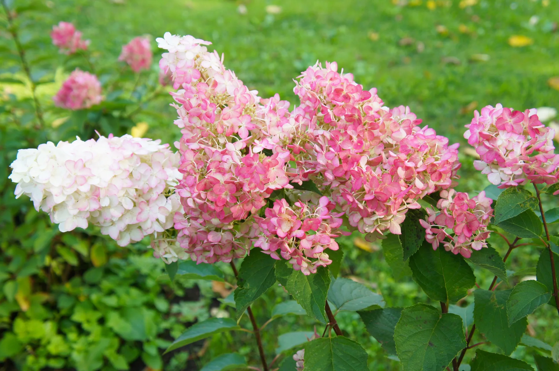 Full sun backyard? This is the hydrangea variety you need - Better ...
