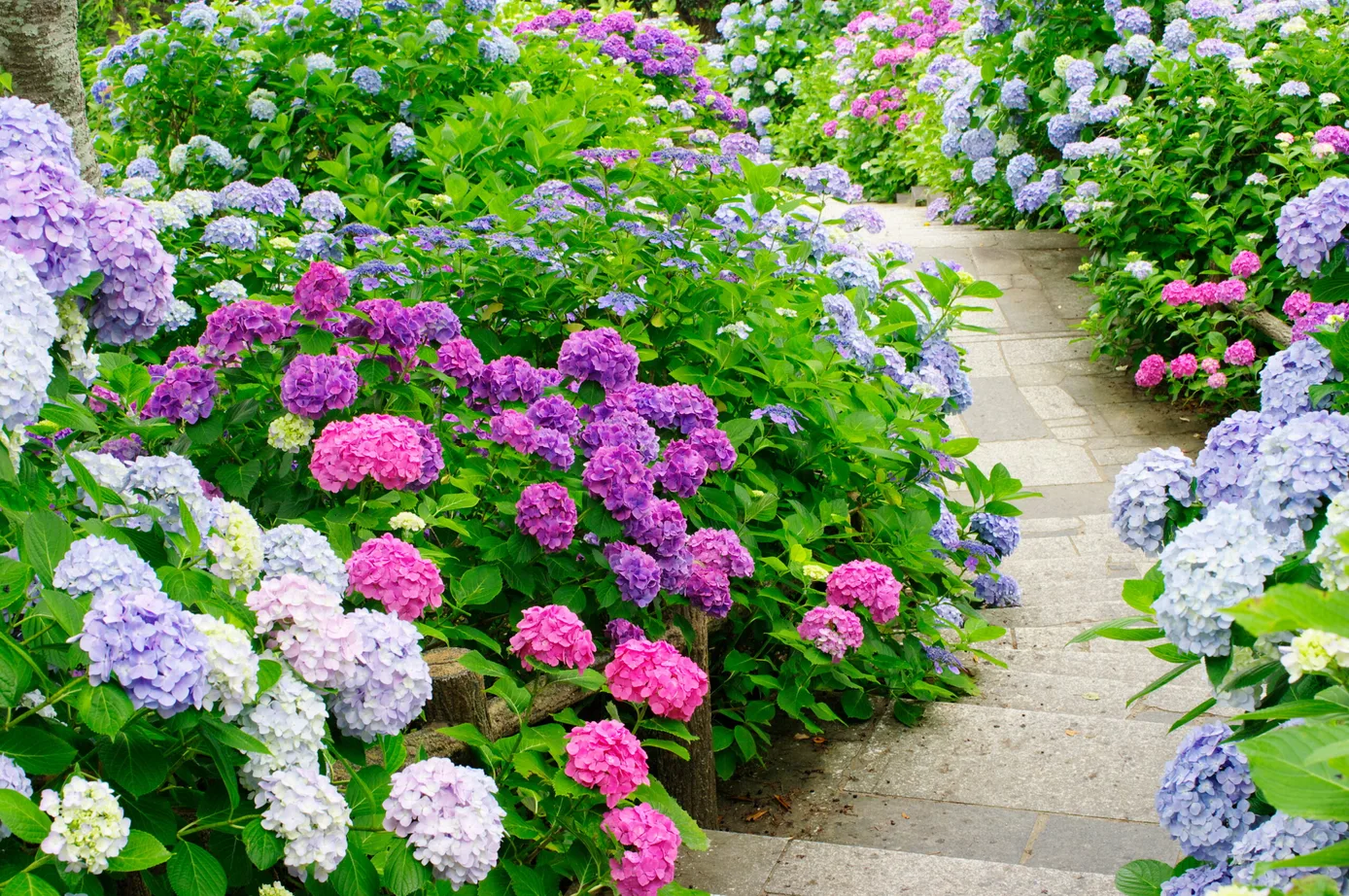 Full sun backyard? This is the hydrangea variety you need - Better ...