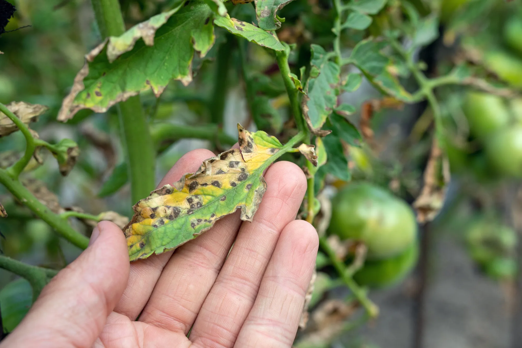 Tomato plant diseases you can prevent | Better Homes & Gardens Australia