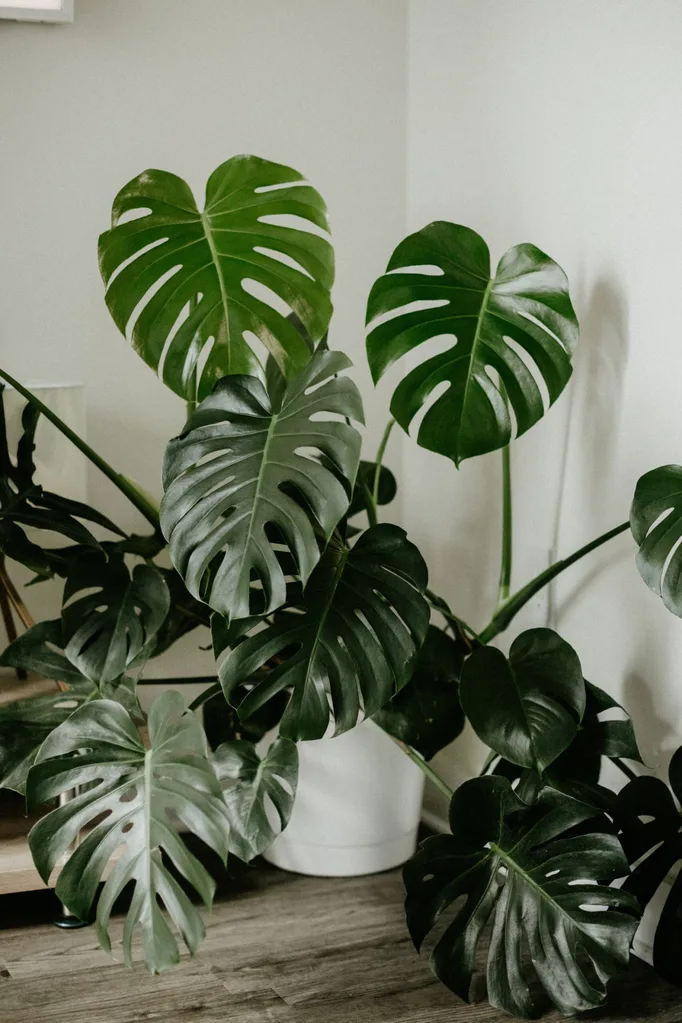 Natural ways to get rid of gnats on indoor plants