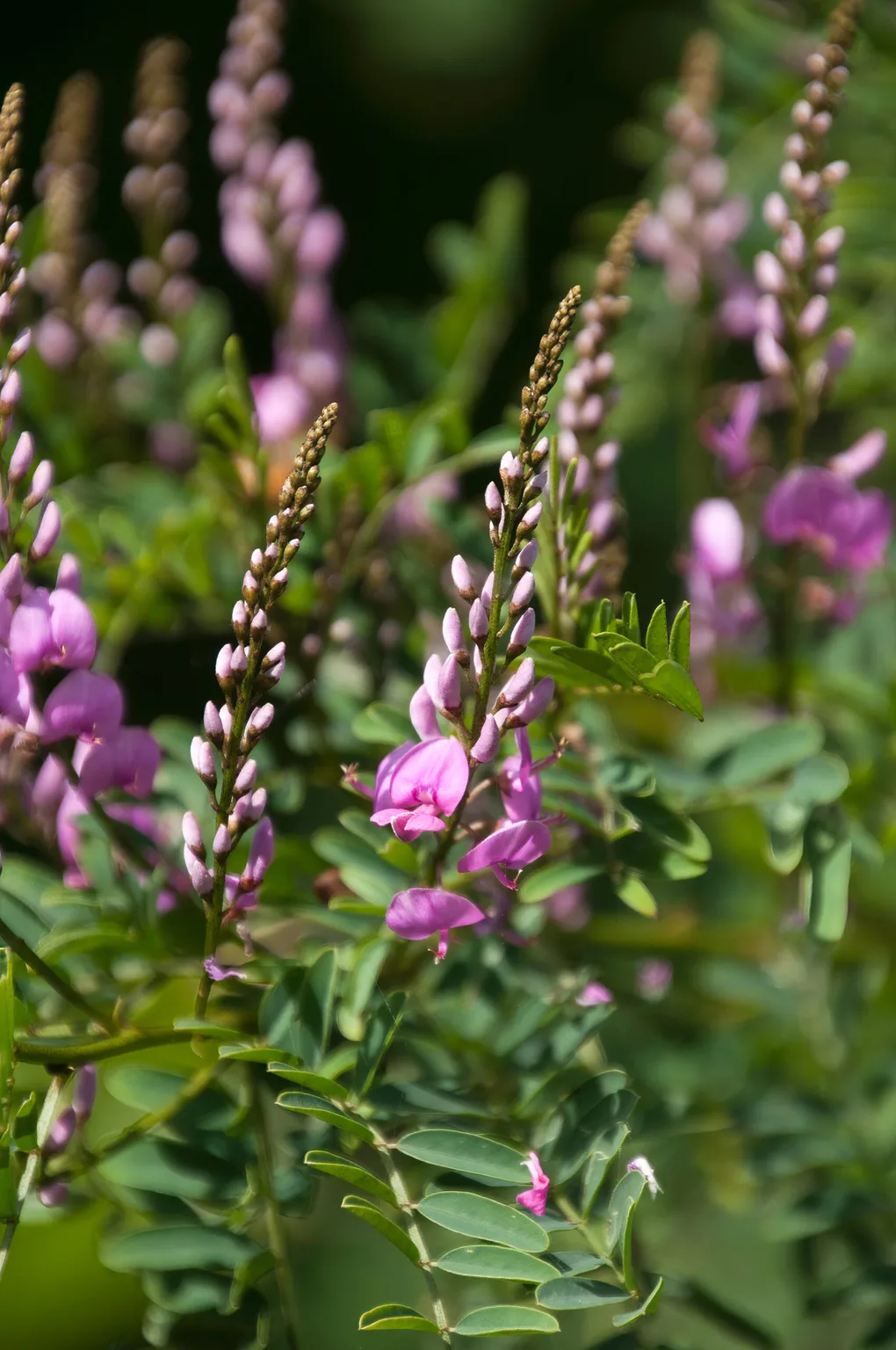 Australian cottage garden featuring native plants