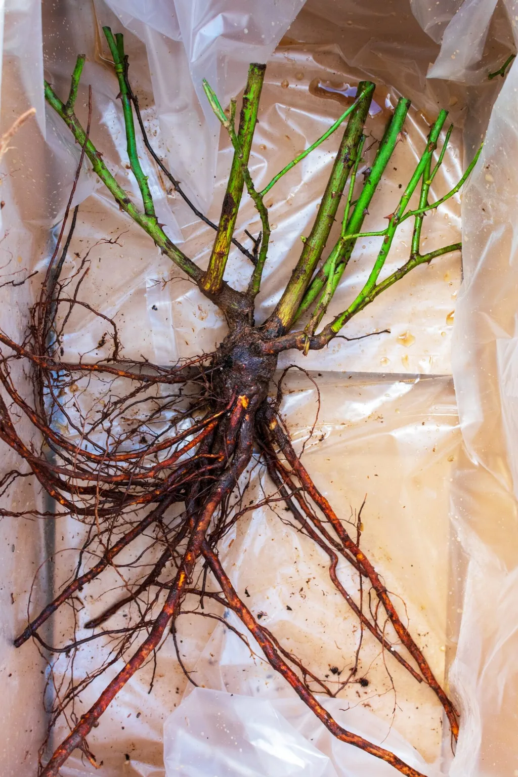 How to plant bare root roses | Better Homes & Gardens Australia