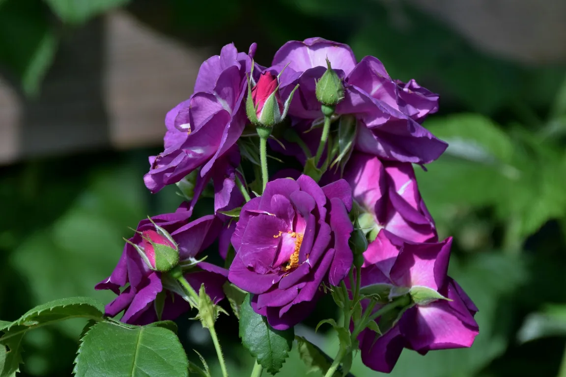 Do blue roses actually exist? - Better Homes & Gardens Australia