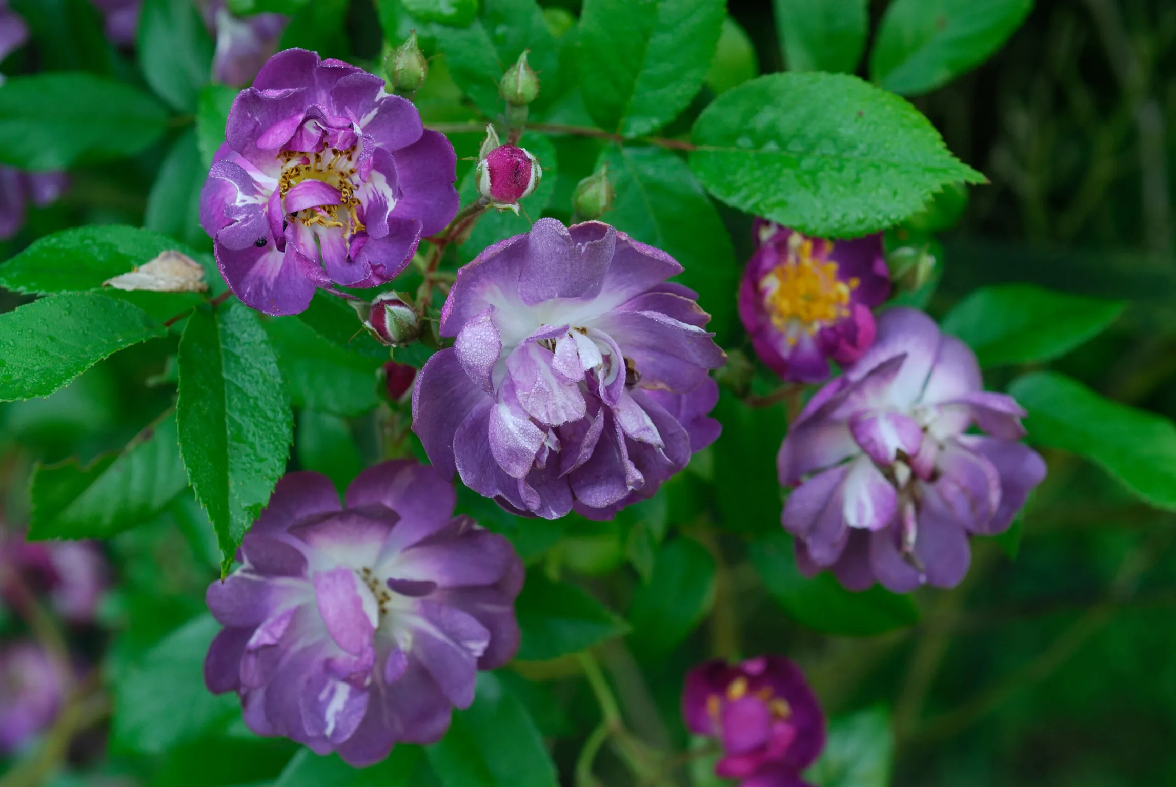 Do blue roses actually exist? - Better Homes & Gardens Australia