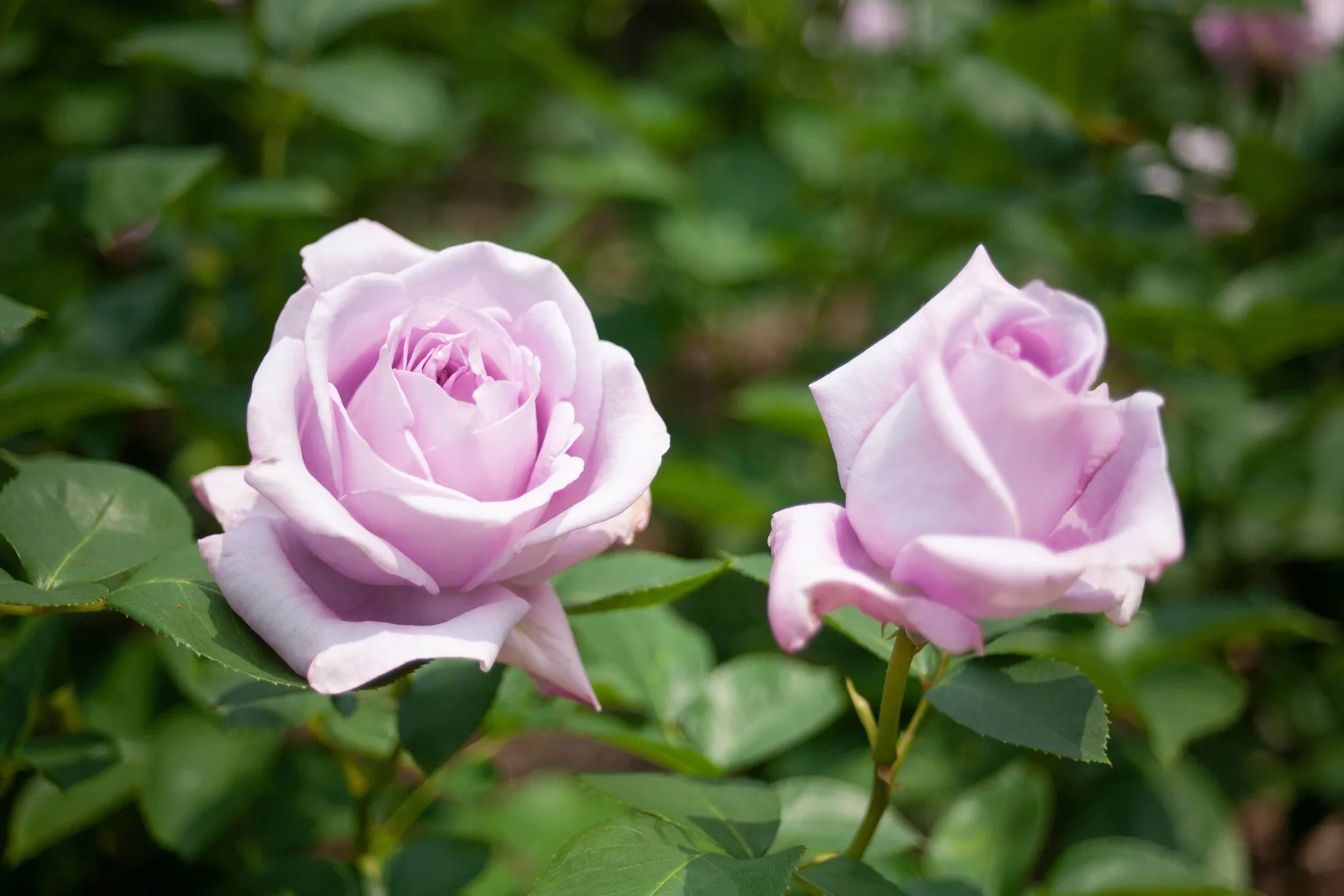 Do blue roses actually exist? - Better Homes & Gardens Australia