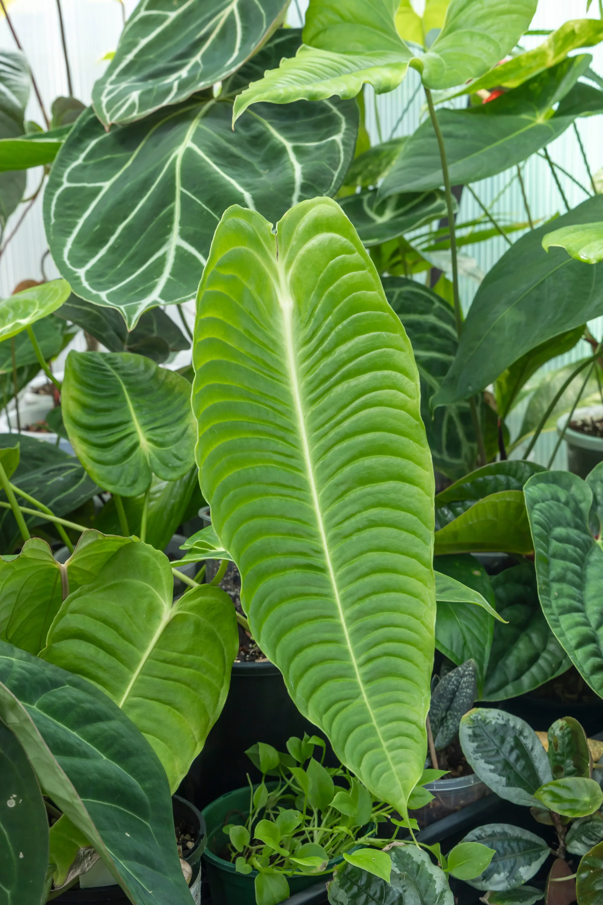 What are aroids? Care tips for the popular houseplants - Better Homes ...