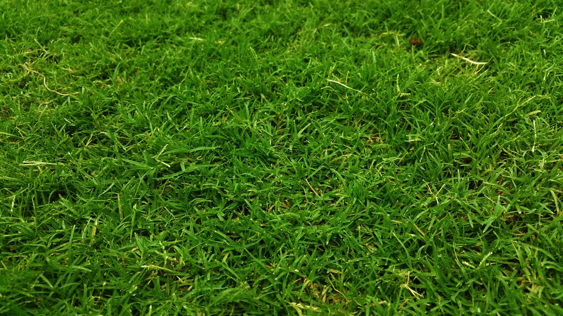 Couch grass: the sun-loving turf that repairs itself - Better Homes ...