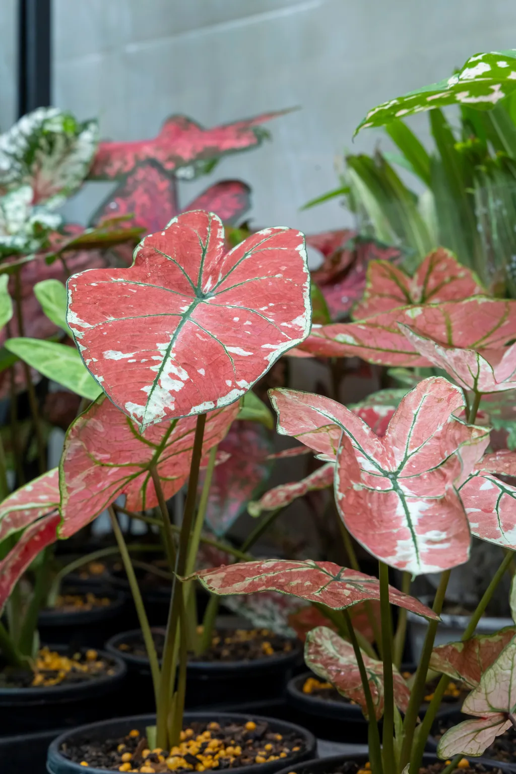 What are aroids? Care tips for the popular houseplants - Better Homes ...