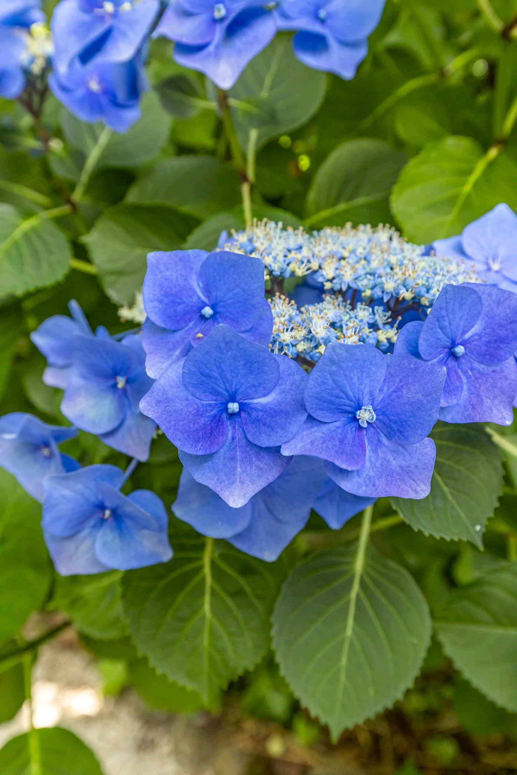 The best plants for creating a cool climate garden - Better Homes ...