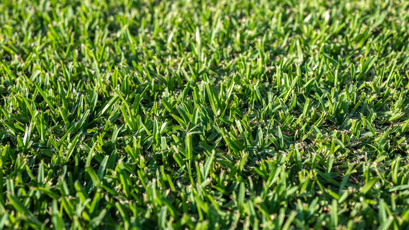Kikuyu grass: how to grow and maintain Kikuyu Lawns in Australia ...
