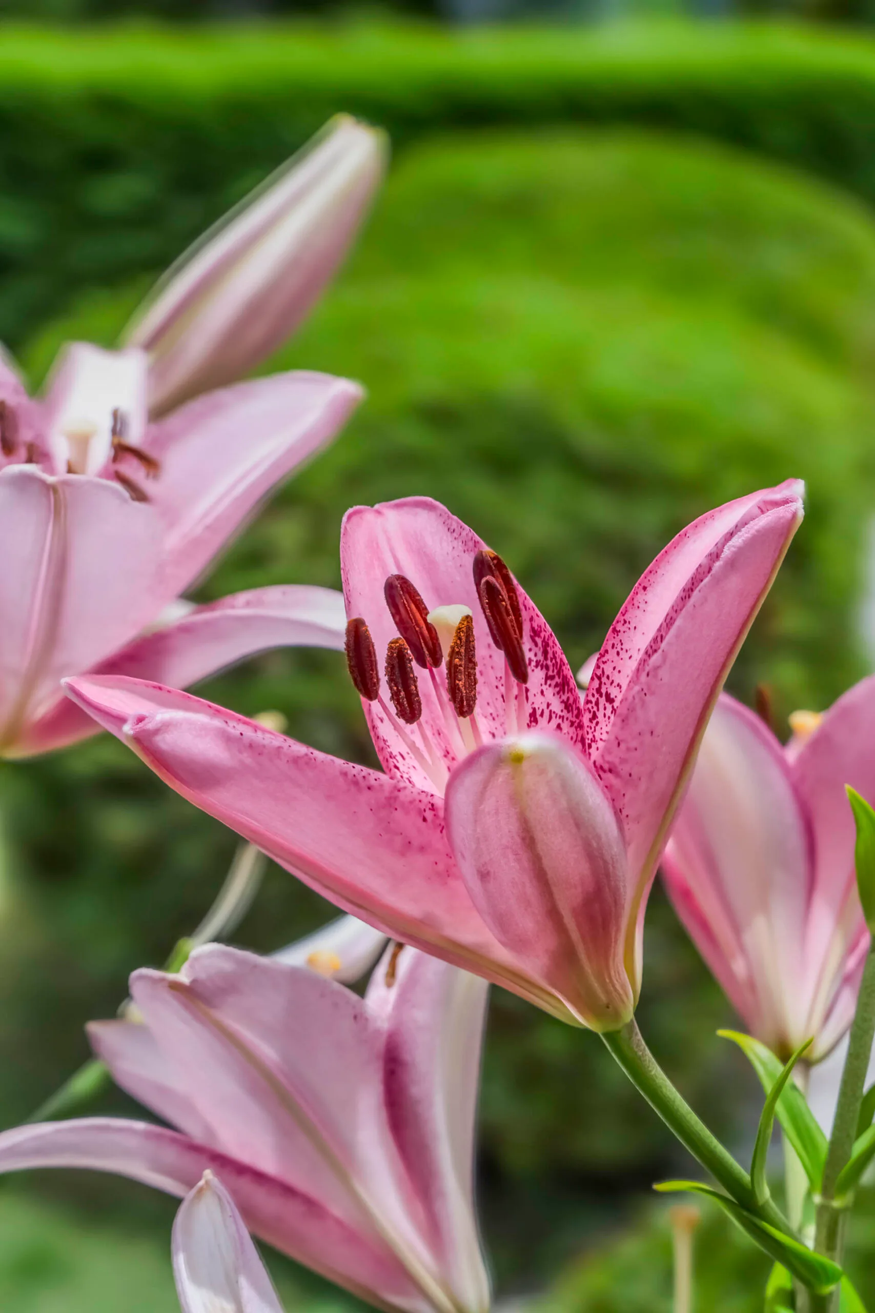 The best plants for creating a cool climate garden - Better Homes ...