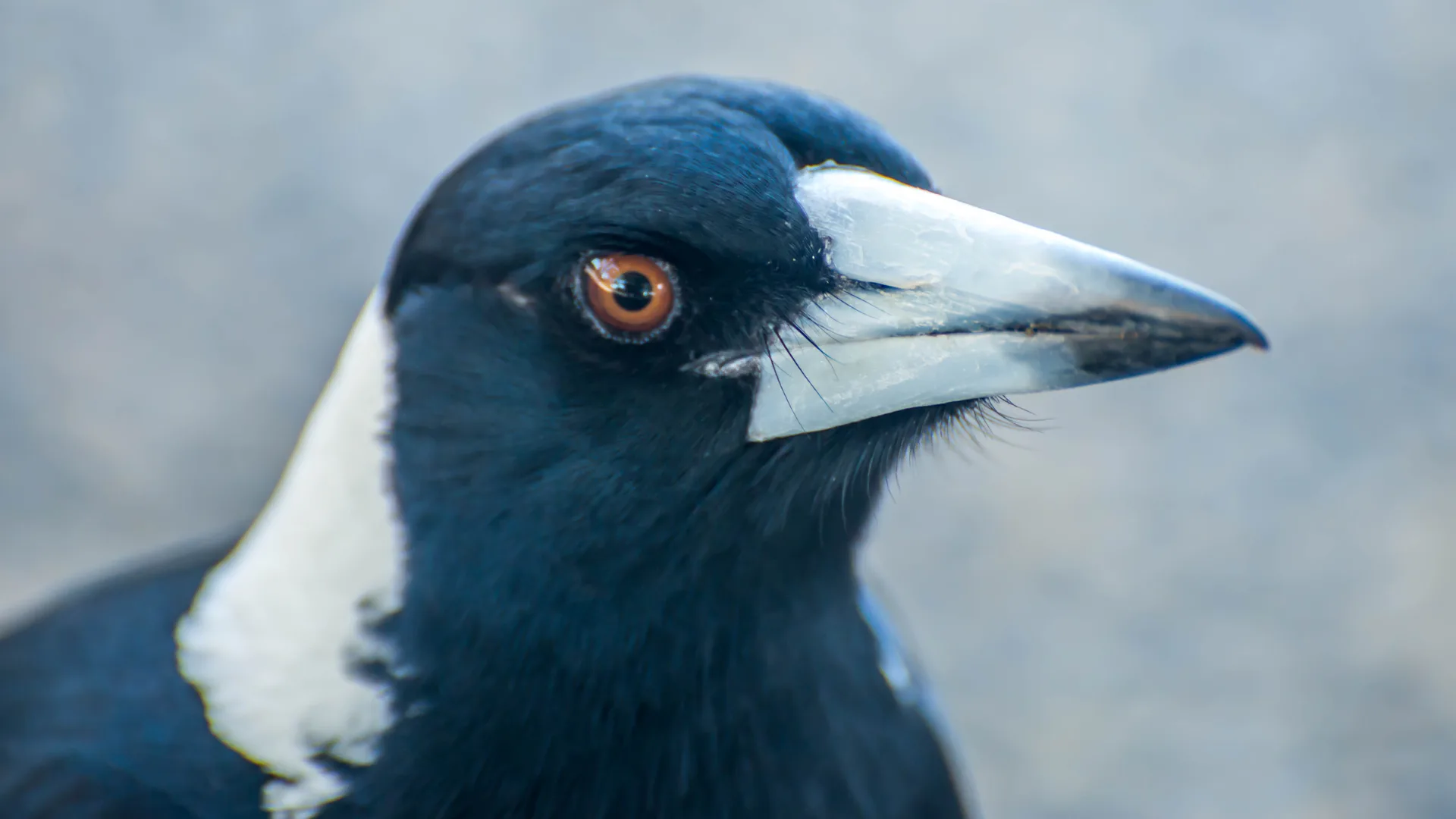 Why Do Magpies Sing to Humans? - Better Homes & Gardens Australia