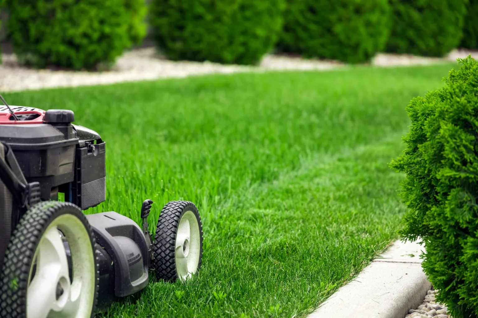 How to get rid of onion weed: 4 methods that work - Better Homes ...