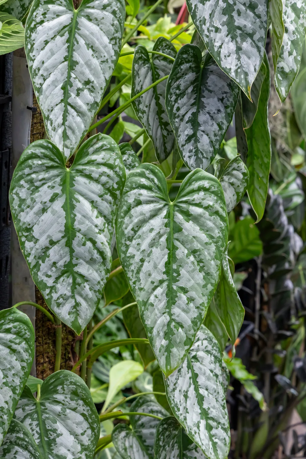 What are aroids? Care tips for the popular houseplants - Better Homes ...
