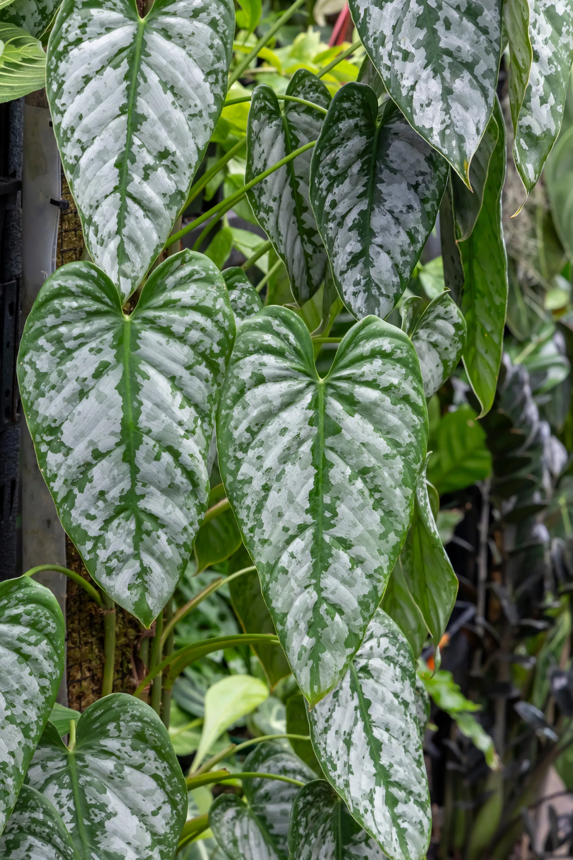 What are aroids? Care tips for the popular houseplants - Better Homes ...