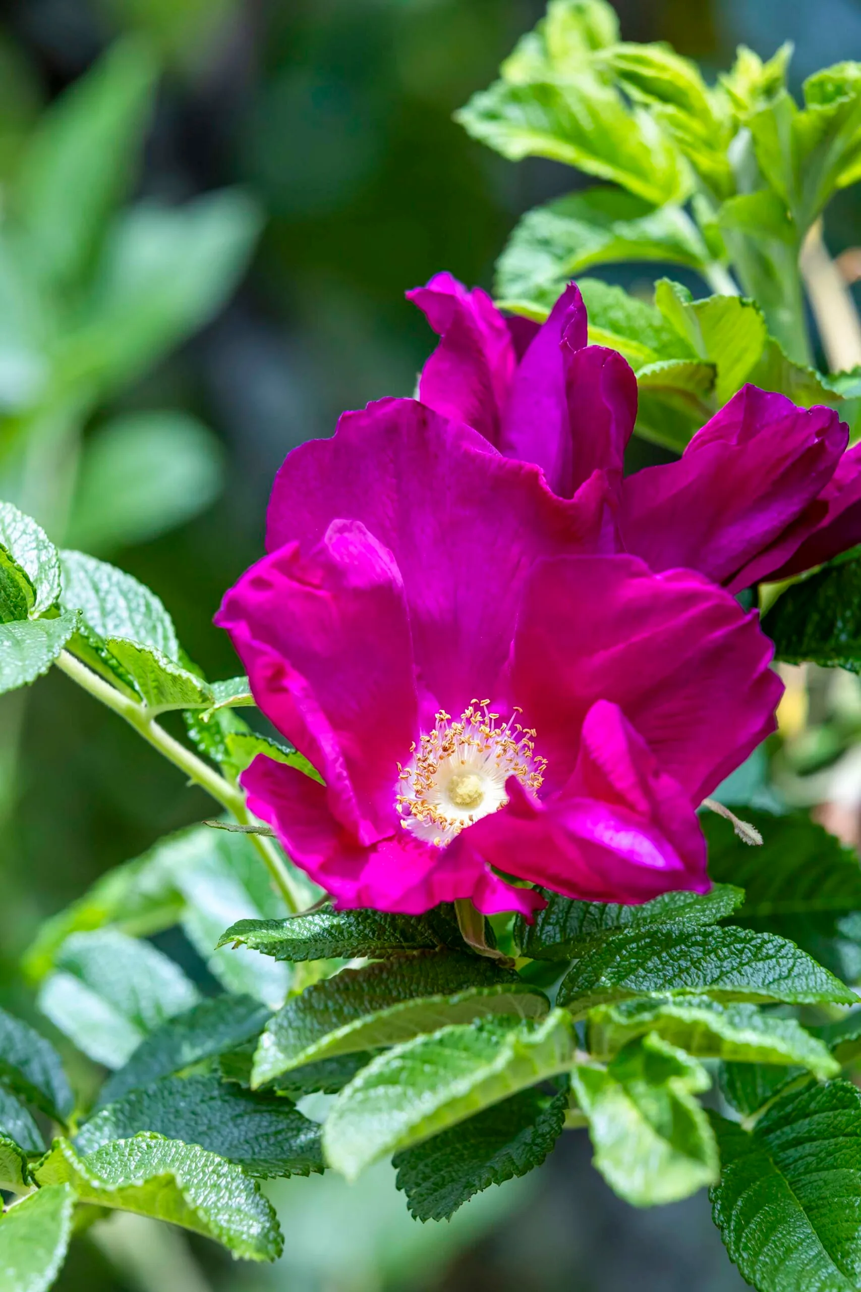 The best plants for creating a cool climate garden - Better Homes ...