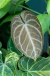 What are aroids? Care tips for the popular houseplants - Better Homes ...