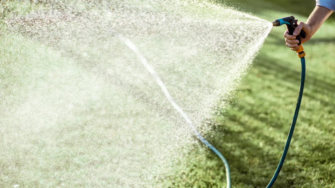 Kikuyu grass: how to grow and maintain Kikuyu Lawns in Australia ...