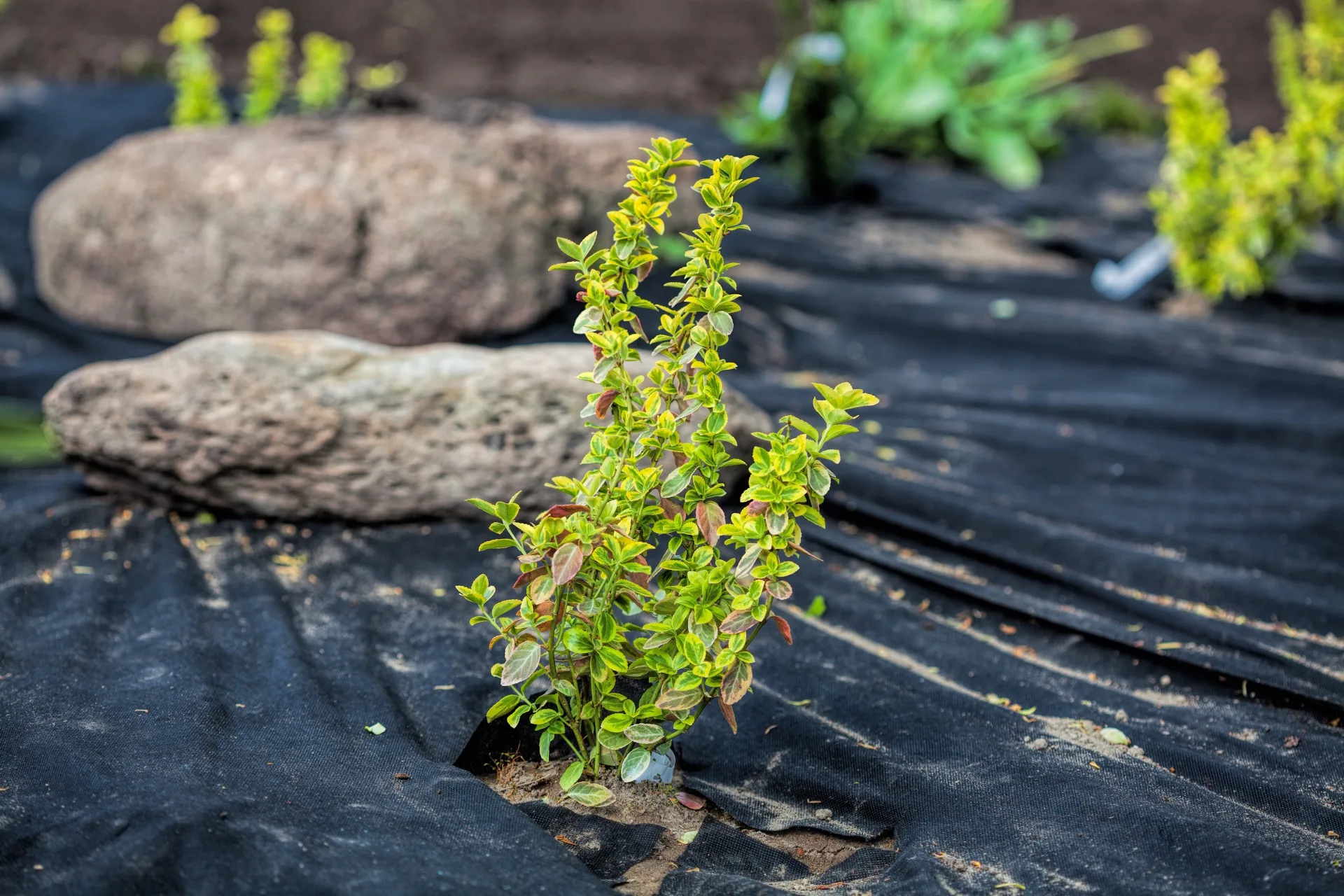How to get rid of onion weed: 4 methods that work - Better Homes ...