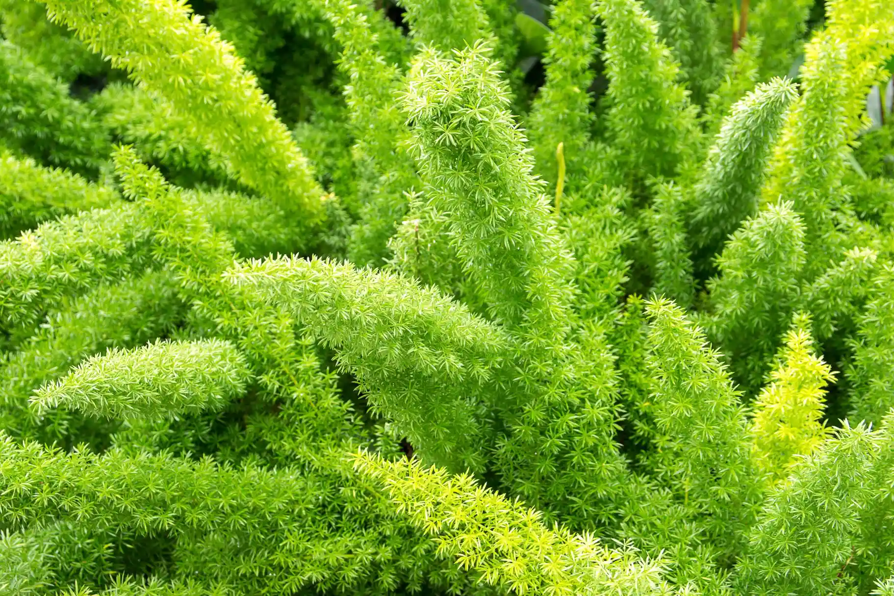 How to kill invasive asparagus fern plant