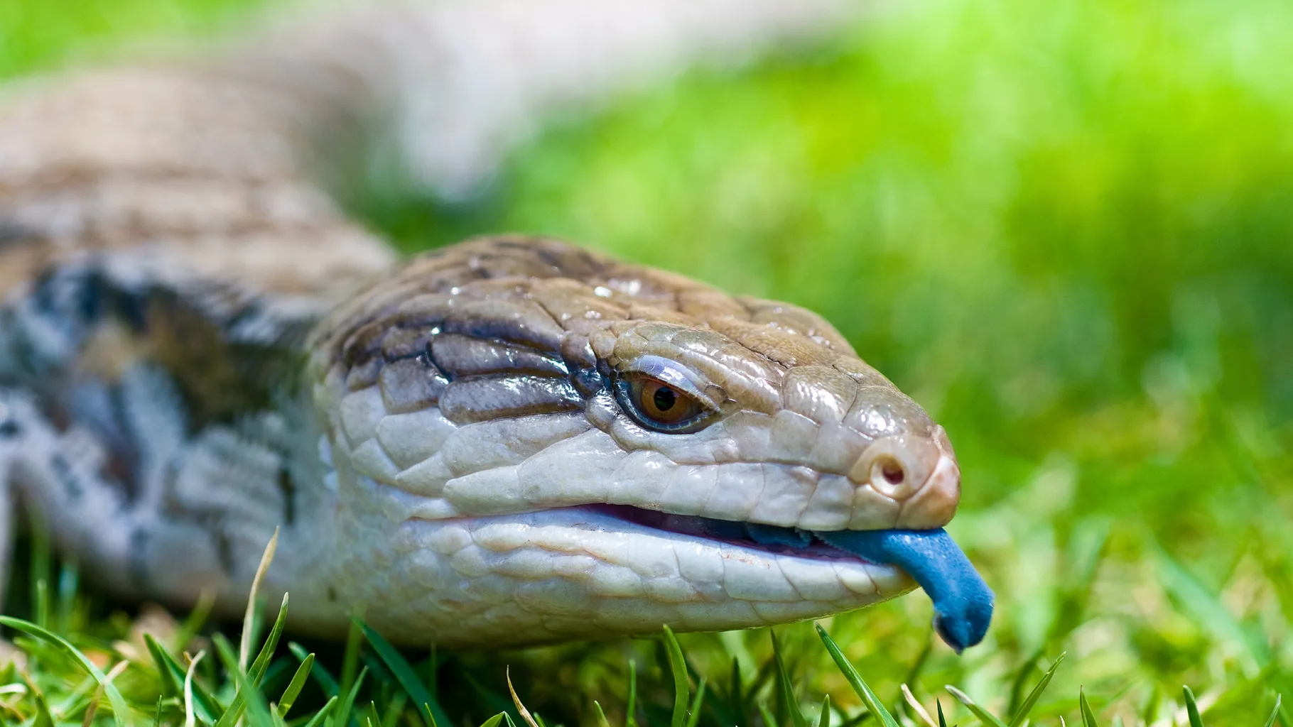 Do blue-tongue lizards keep snakes away? - Better Homes & Gardens Australia