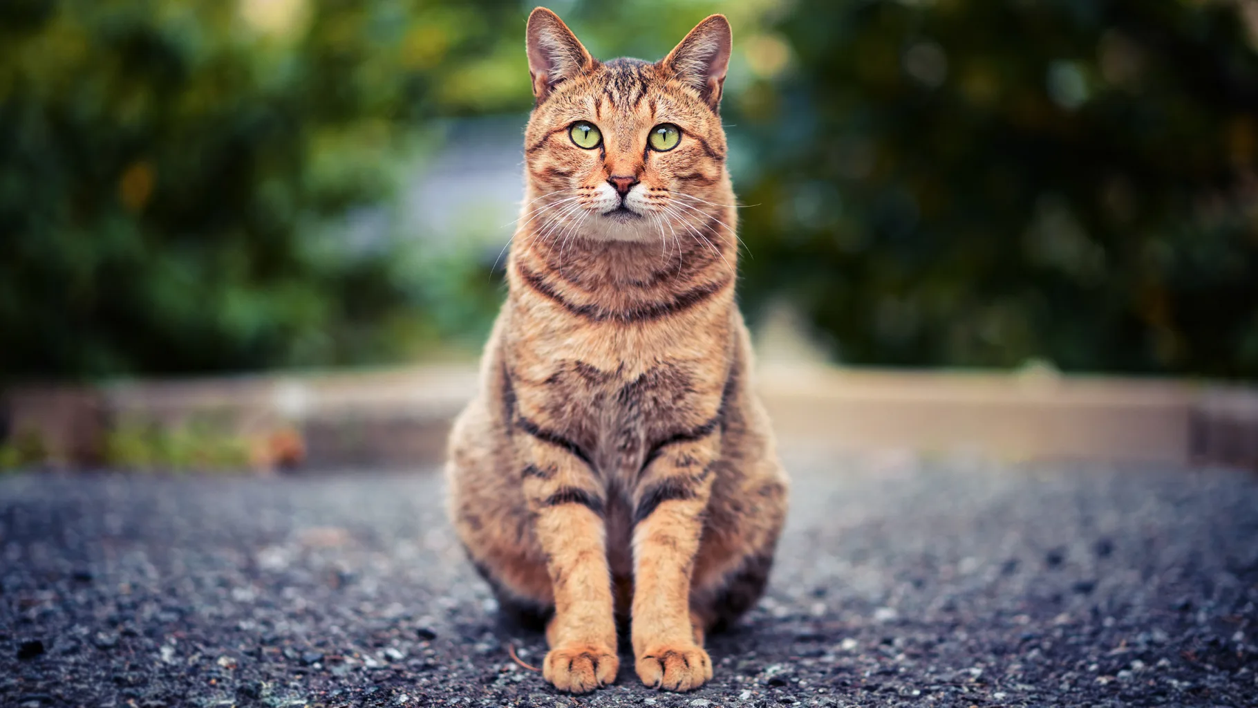 What to Do If You Find a Stray Cat?- Better Homes & Gardens Australia