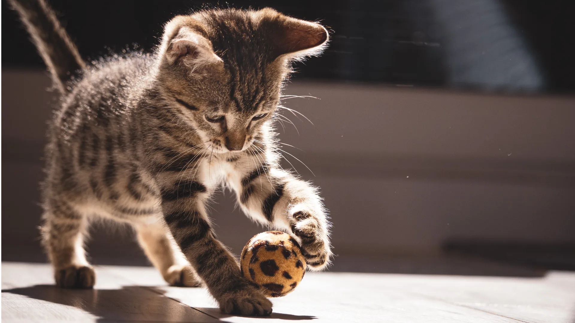 What to Do If You Find a Stray Cat?- Better Homes & Gardens Australia