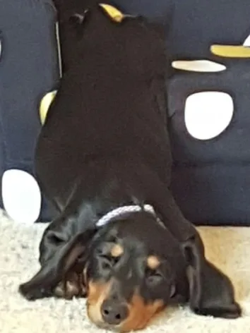 What does your dog's sleeping position mean? - Better Homes & Gardens ...