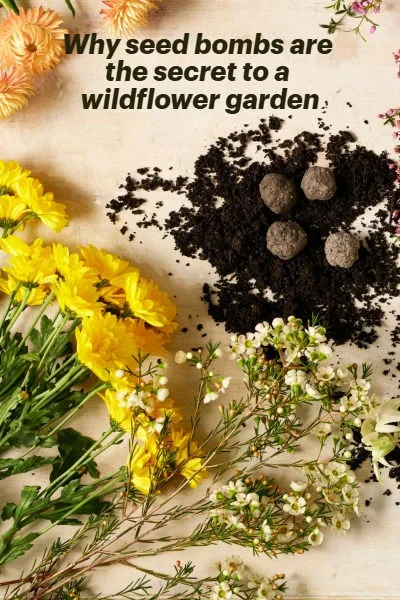 Seed bombs: the old-school gardening method reviving native plants ...