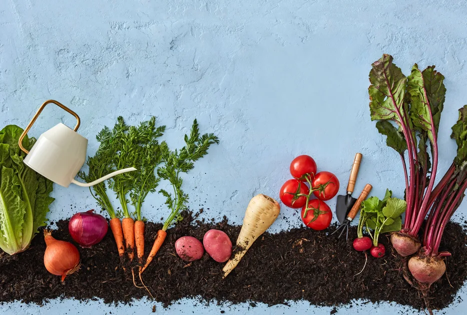 The ultimate seed planting guide for vegie patch beginners - Better ...