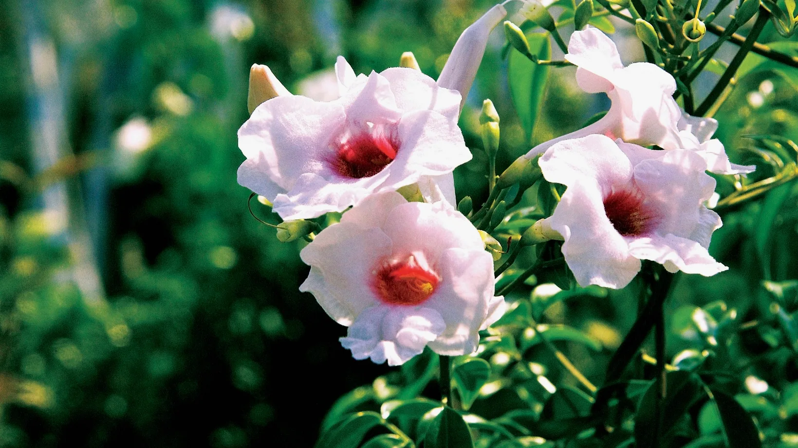 Pandorea jasminoides: how to grow the Australian bower vine - Better ...