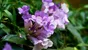 Pandorea jasminoides: how to grow the Australian bower vine - Better ...