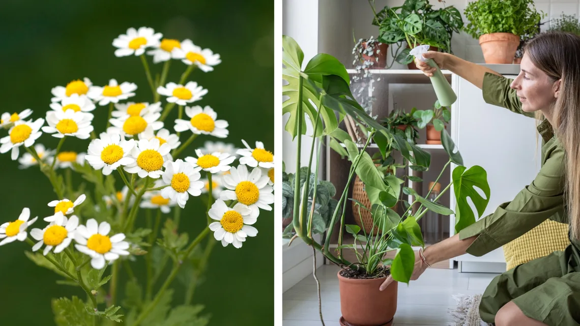 How to make homemade pyrethrum insecticide spray - Better Homes ...