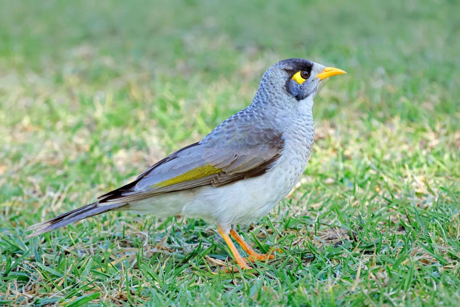 The difference between myna and miner birds in Australia - Better Homes ...