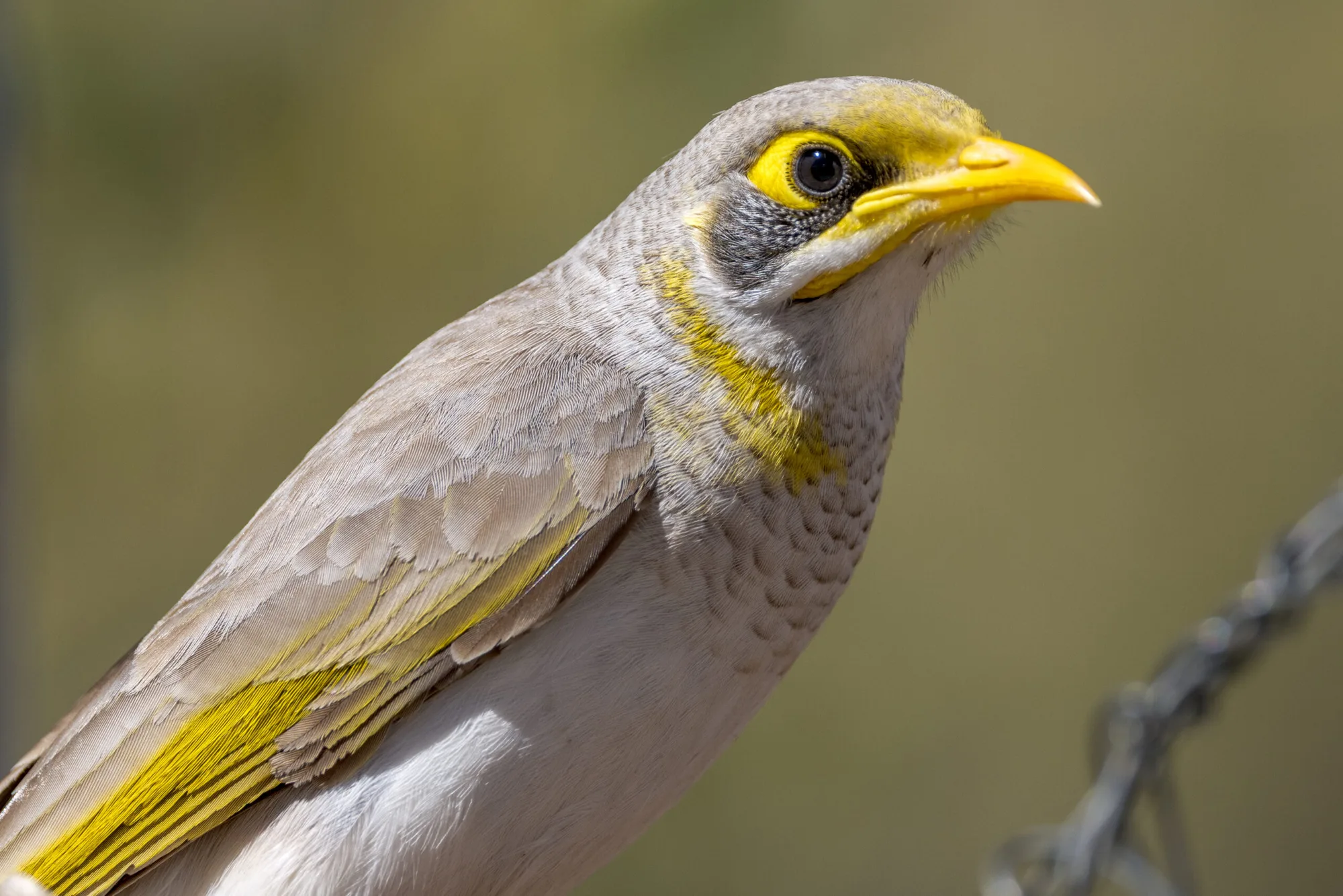 The difference between myna and miner birds in Australia - Better Homes ...