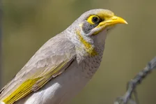 The difference between myna and miner birds in Australia - Better Homes ...