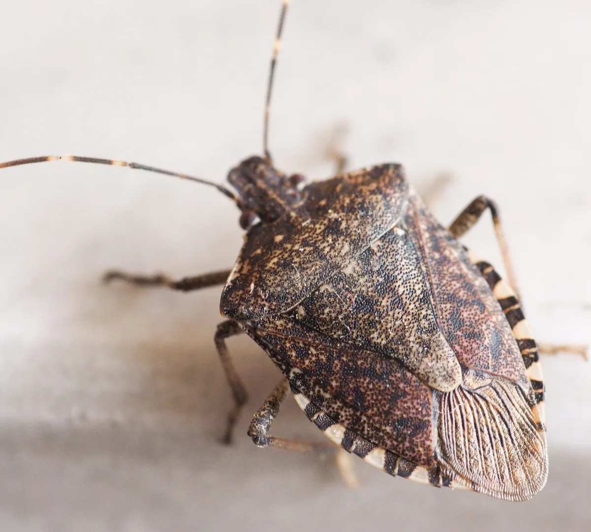 How to spot a brown marmorated stink bug in Australia - Better Homes ...