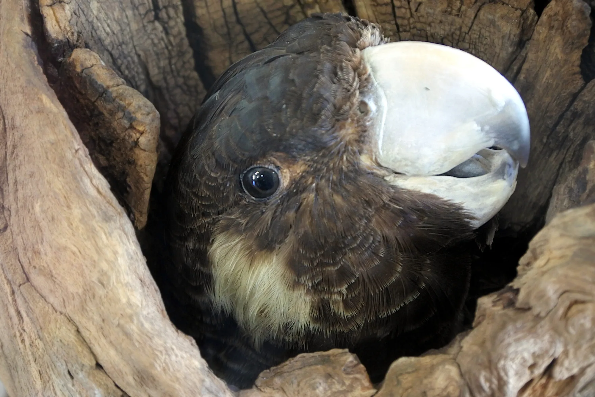The Tawny Frogmouth has been crowned Australian Bird of the Year ...