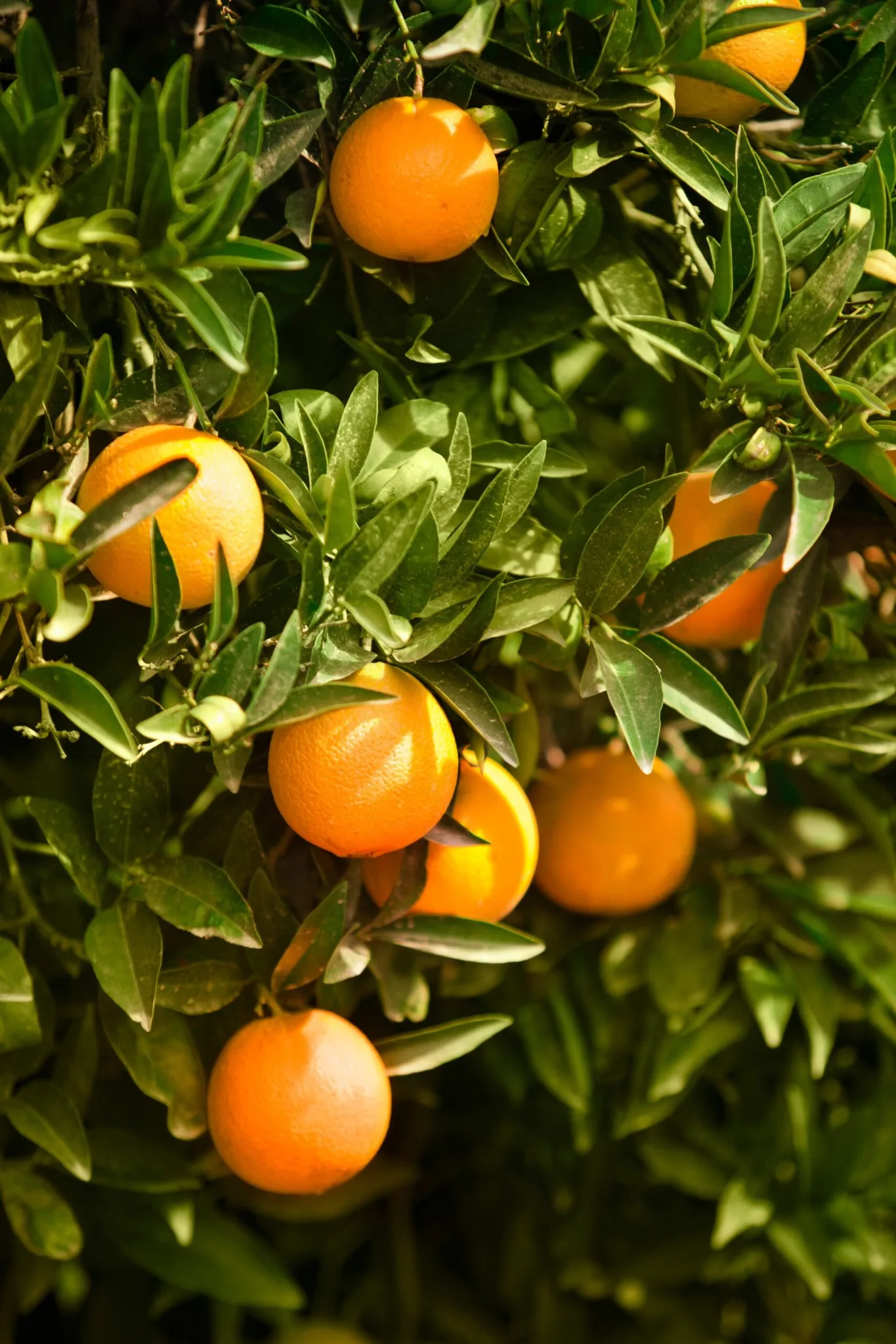 How to Grow a Backyard Citrus Hedge (Privacy + Fruit!) - Better Homes ...