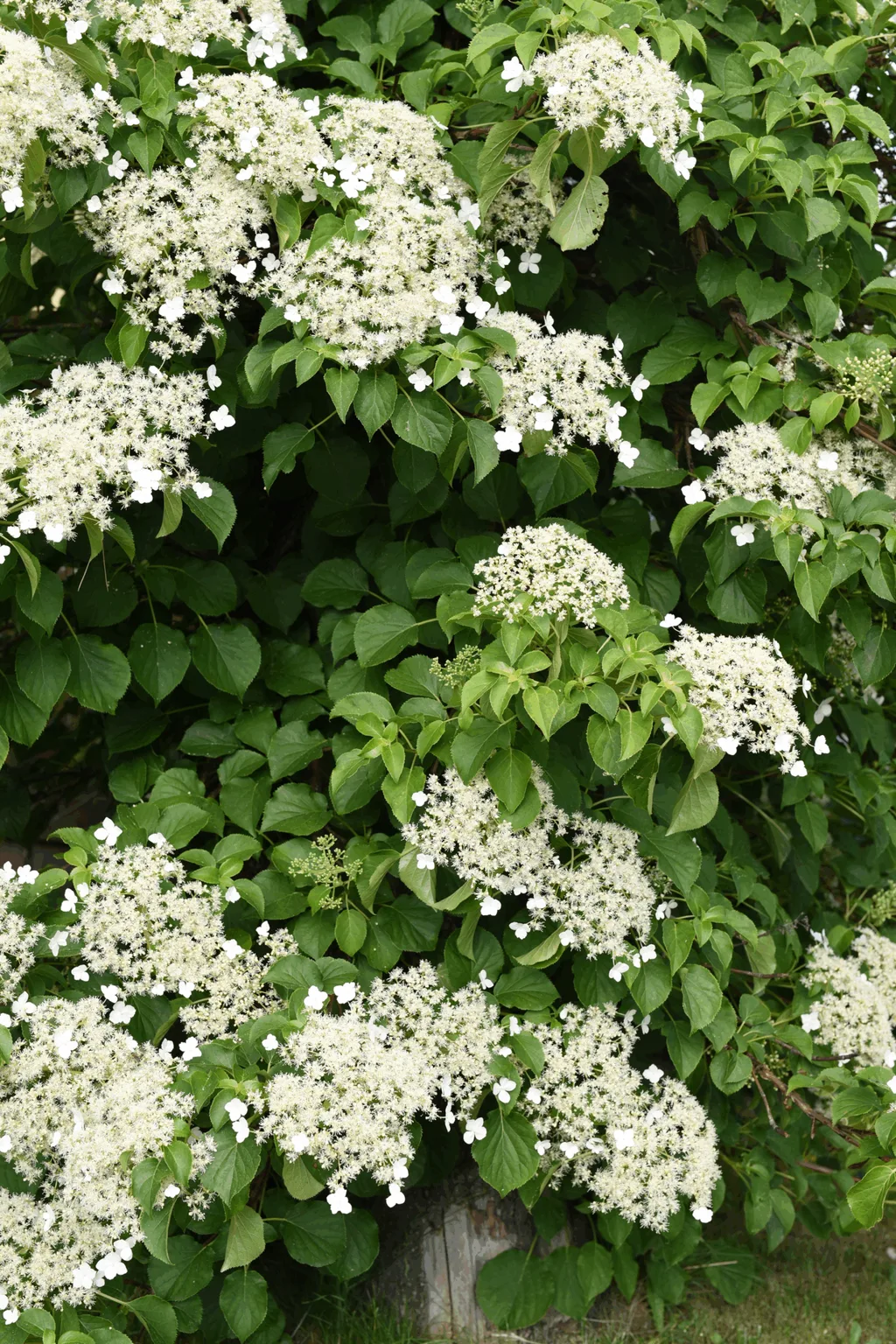 Climbing Hydrangea Varieties: How to Grow Them in Australia - Better ...