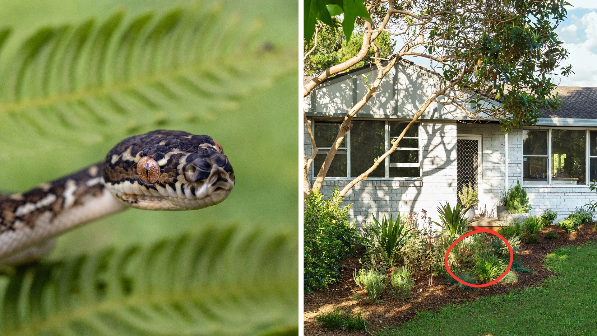 5 common plants that attract snakes - Better Homes & Gardens Australia