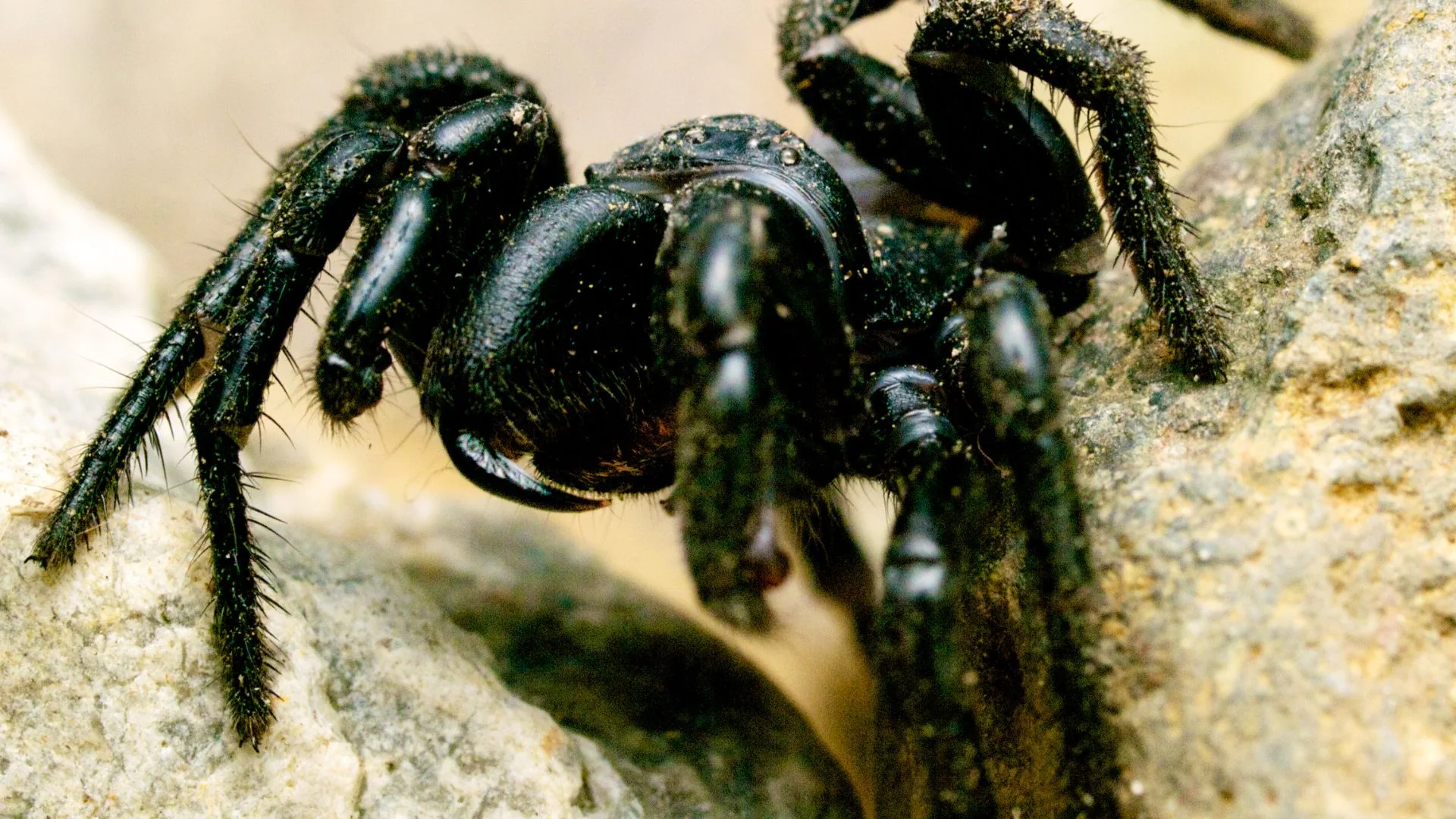 Funnel web spiders: why they’re everywhere - Better Homes & Gardens ...
