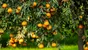 How to Grow a Backyard Citrus Hedge (Privacy + Fruit!) - Better Homes ...