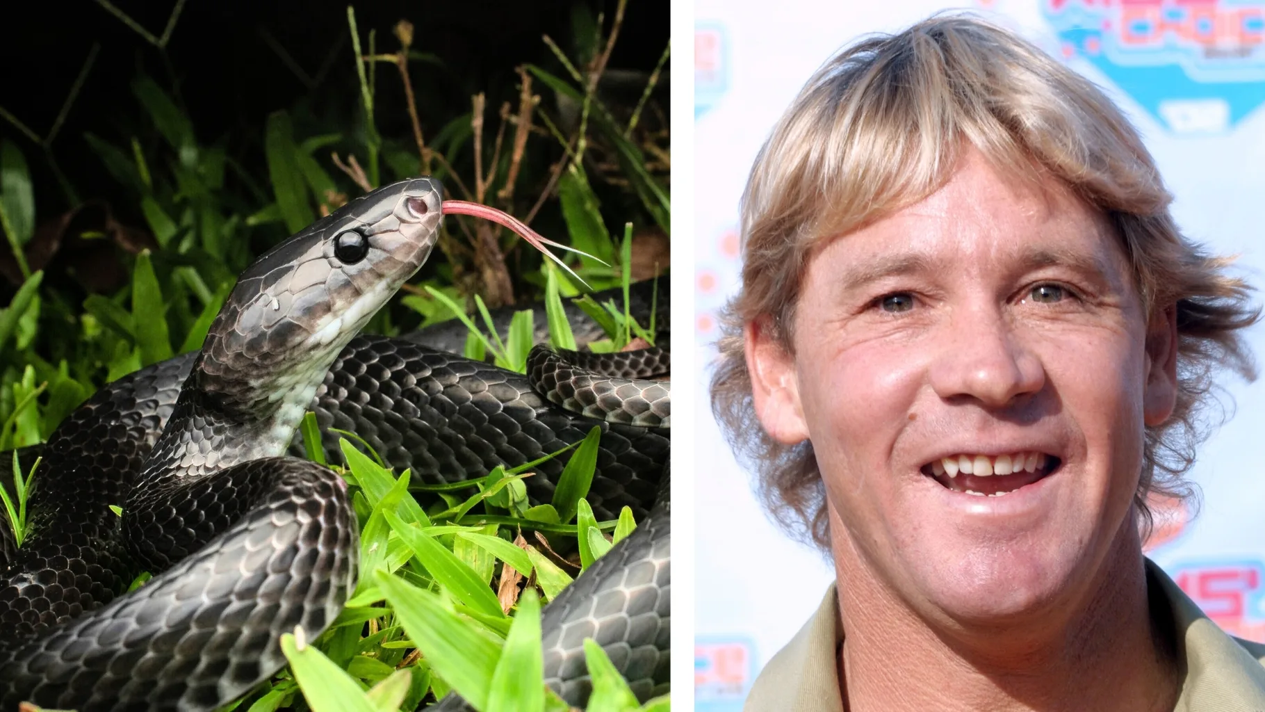 4 animals named in honour of Steve Irwin - Better Homes & Gardens Australia