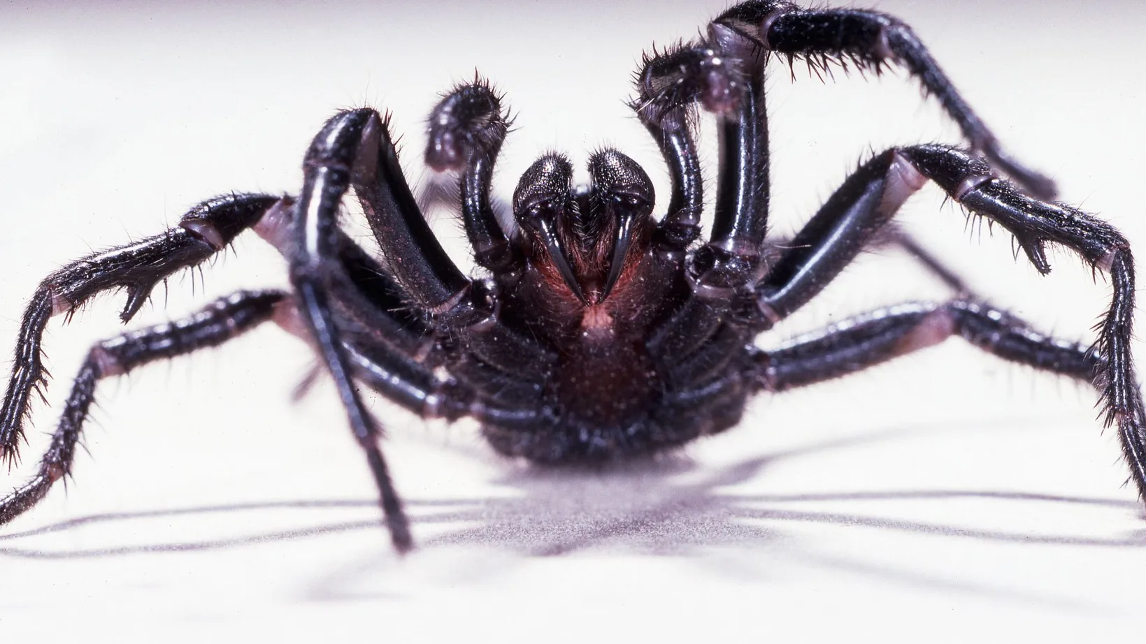 Funnel web spiders: why they’re everywhere - Better Homes & Gardens ...