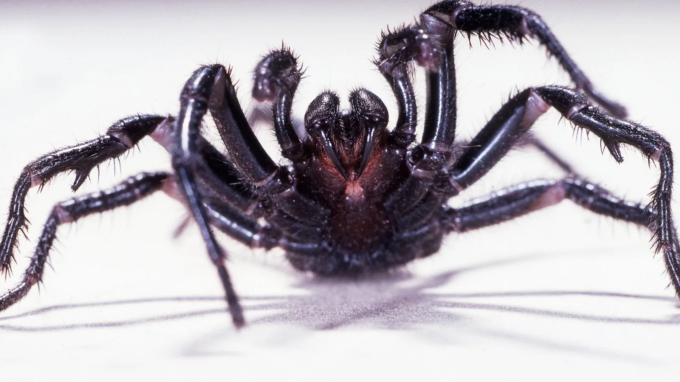 Funnel web spiders: why they’re everywhere - Better Homes & Gardens ...