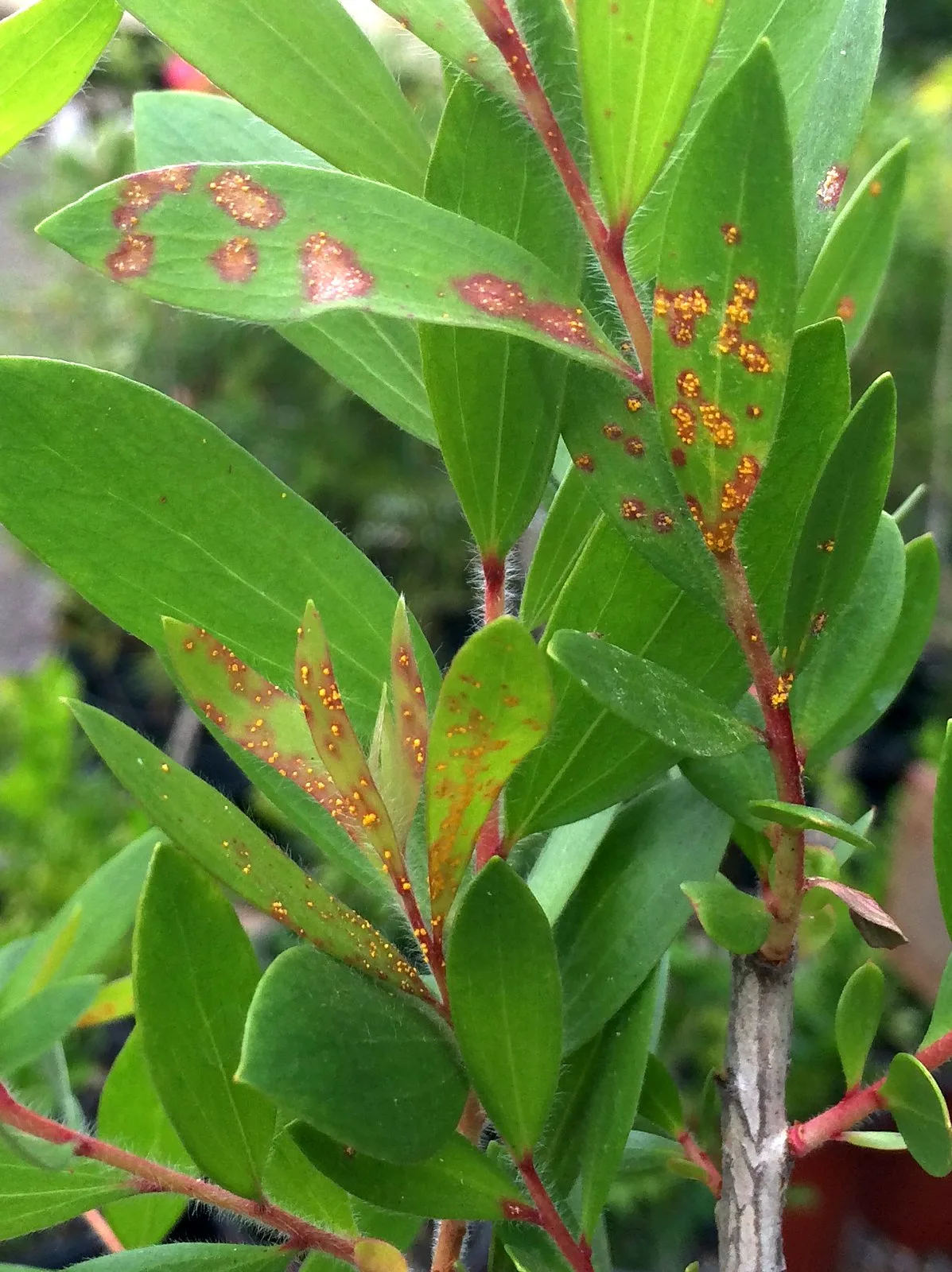 How to spot, treat, and prevent myrtle rust - Better Homes & Gardens ...