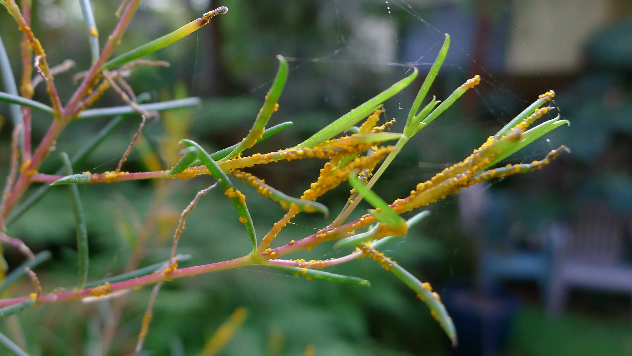 How to spot, treat, and prevent myrtle rust - Better Homes & Gardens ...